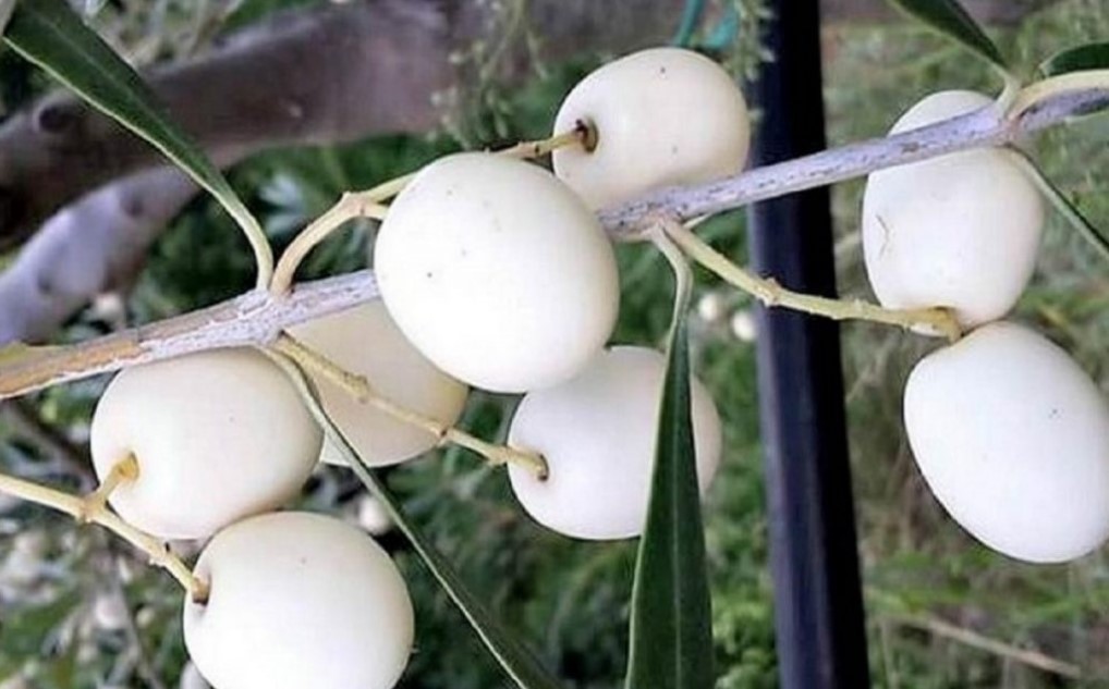 Uncovering the Treasure of Calabria's White Olives - Nspirement
