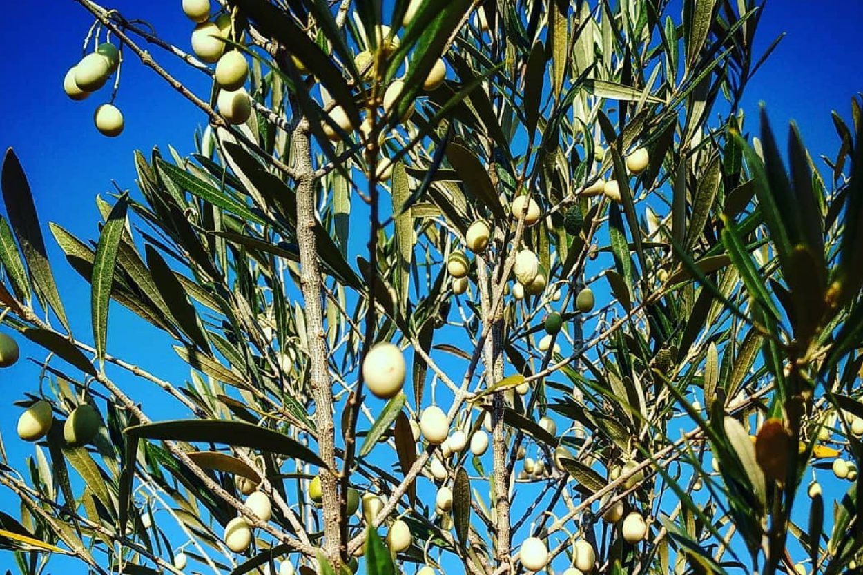 Uncovering the Treasure of Calabria's White Olives - Nspirement