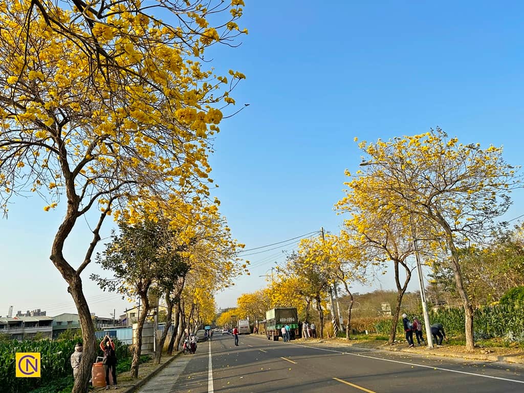 Taiwan's Breathtaking Golden Trumpet Tree Flowers - Nspirement