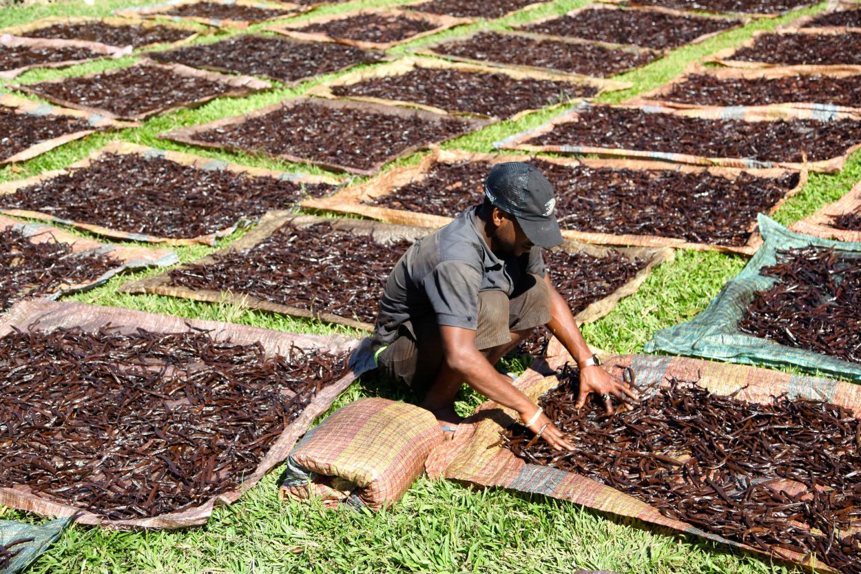 The Fascinating Journey of Vanilla From Pollination to Packaging ...