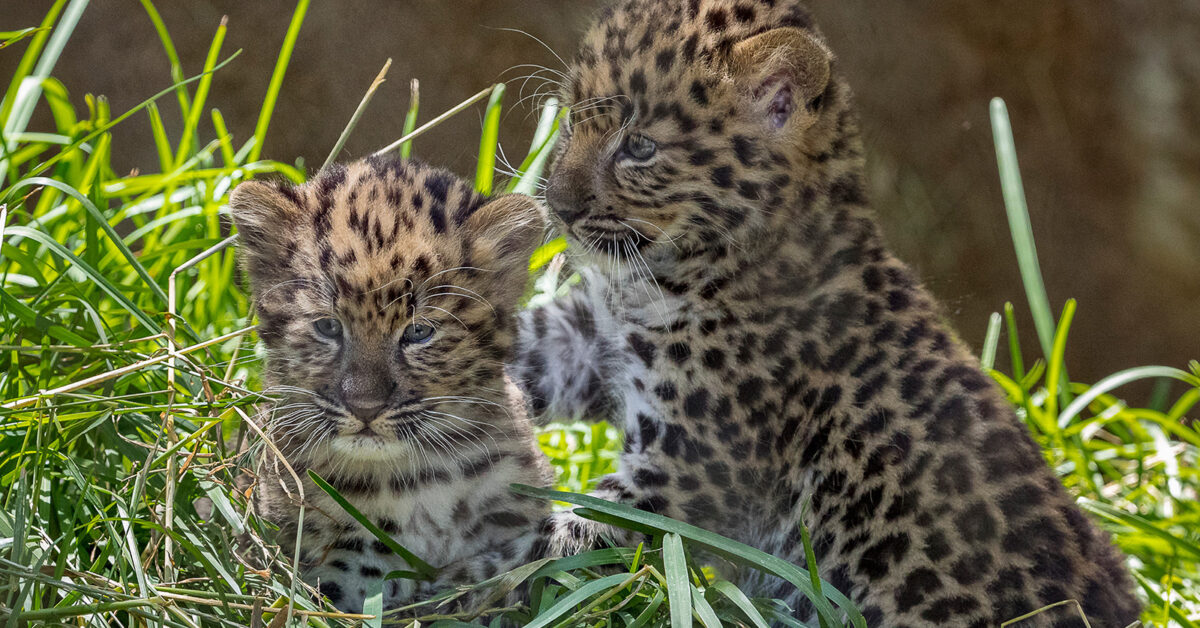 Birth of Amur Leopard Cubs a Triumph - Nspirement