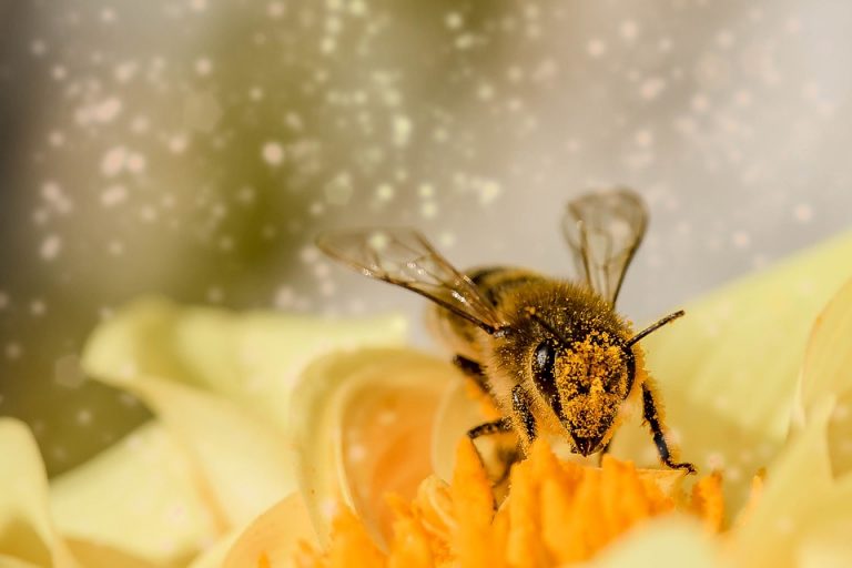 Save the Bees: How to Keep Bees at Home - Nspirement