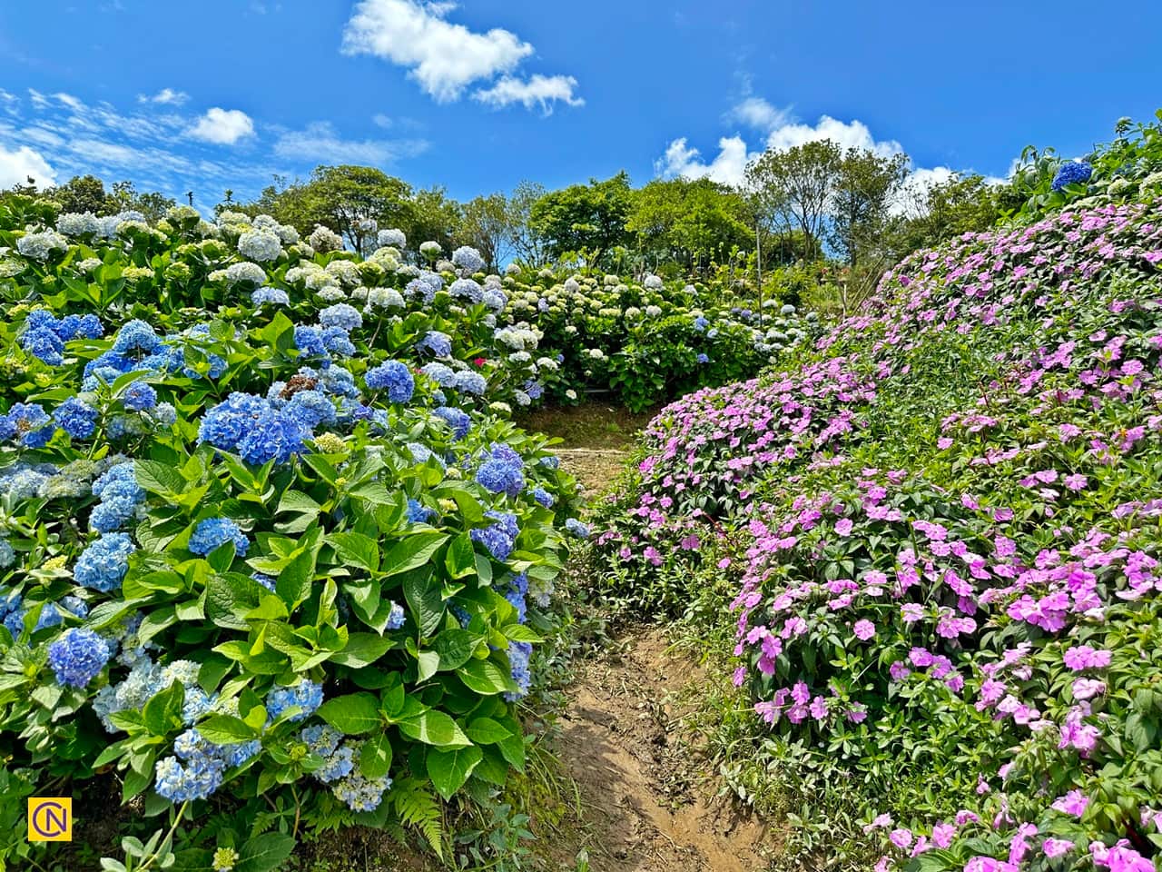 The Fantastic Kao’s Hydrangea Garden No. 3 in Taiwan - Nspirement