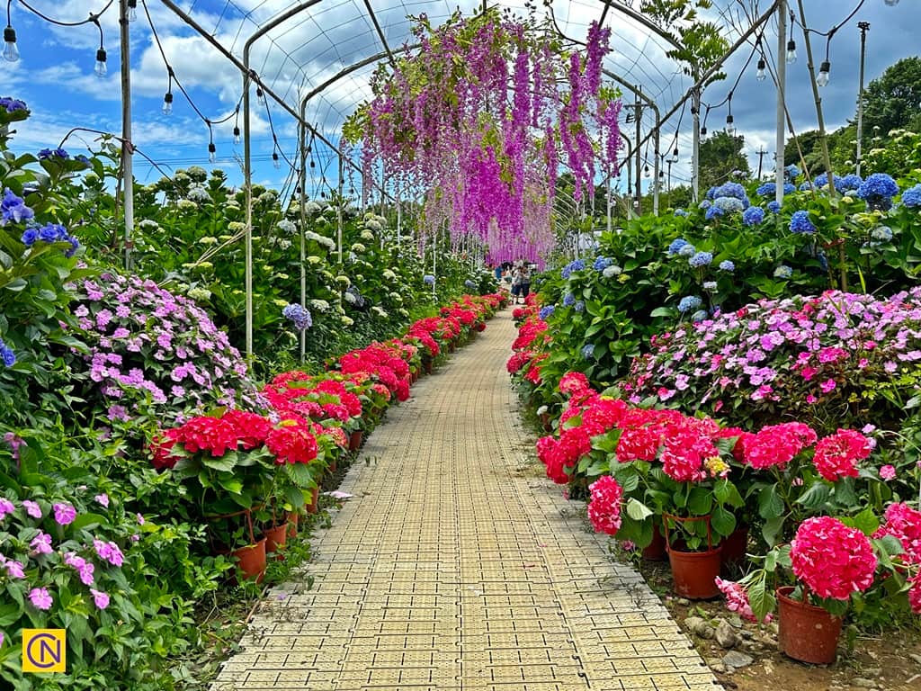 The Fantastic Kao’s Hydrangea Garden No. 3 in Taiwan - Nspirement