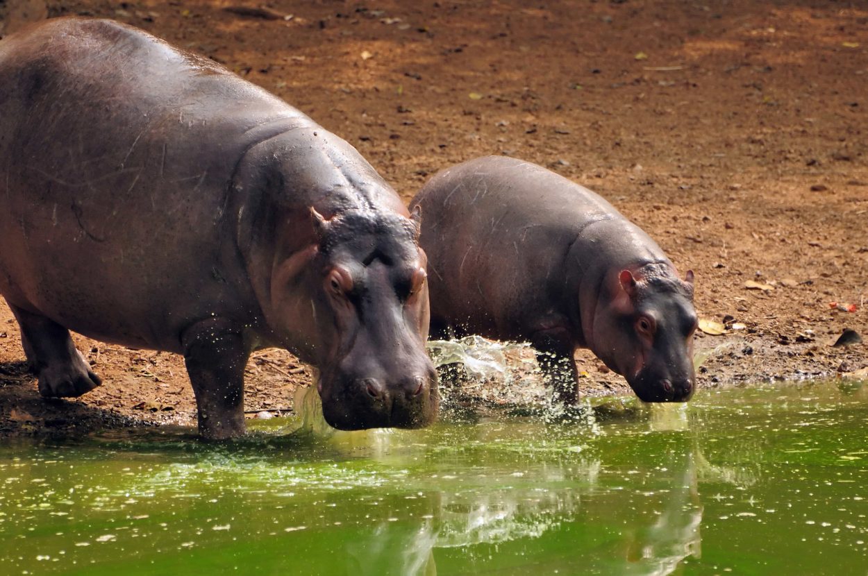 Baby Hippo: The Cute, Cuddly, Chaotic Creature - Nspirement
