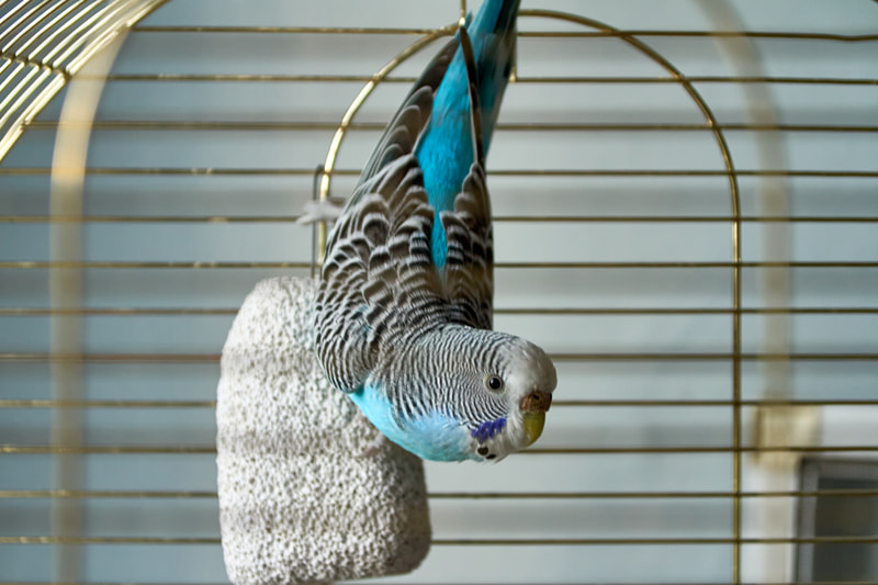 The Potential of Video Calls to Alleviate Pet Parrot Loneliness ...