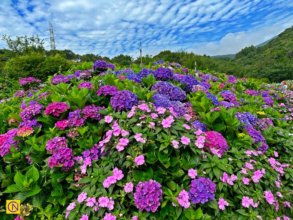 The Fantastic Kao’s Hydrangea Garden No. 3 in Taiwan - Nspirement