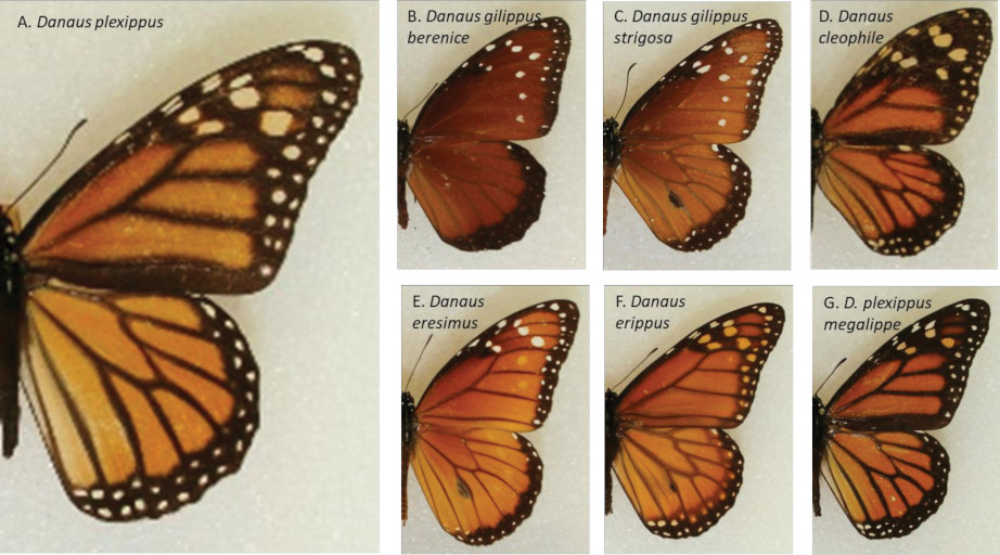 Unveiling Nature’s Mysteries: The Intriguing Role of White Spots in ...