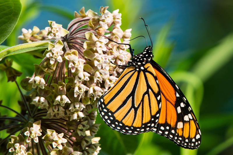 Unveiling Nature’s Mysteries: The Intriguing Role of White Spots in ...