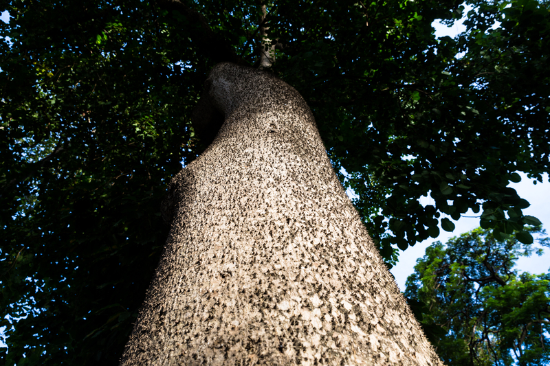 The Dynamite Killer Tree: Fascinating Facts About the Infamous Sandbox ...