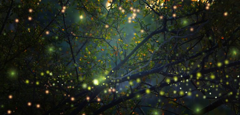 Moriyama’s Genji Fireflies: Saving Japan's Illuminated Gems - Nspirement