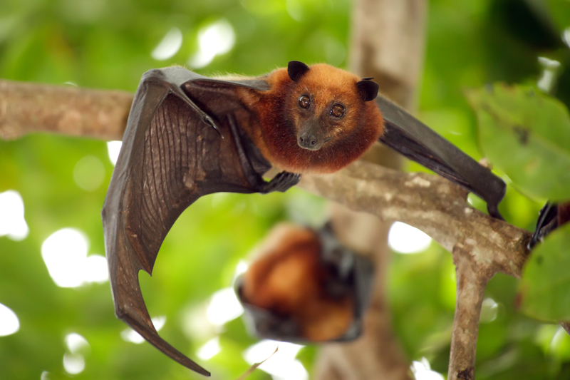 What You Need to Know to Go Bat-Watching: Tips and Destinations ...