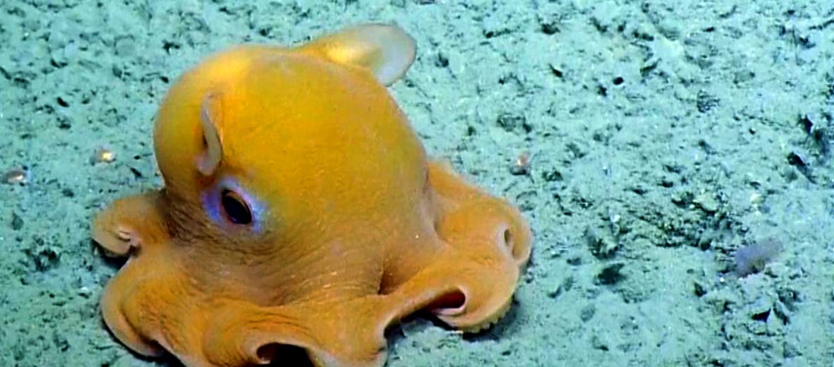 Dumbo Octopus: Delving into the Mysterious World of the Deep Sea ...