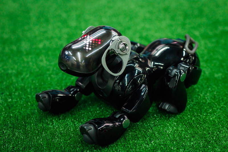 The Cute and Cuddly World of Robots: Bringing Joy and Innovation ...