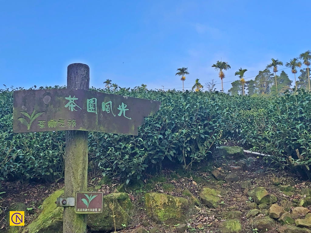 Enchanting Tea Plantations in Chiayi, Taiwan - Nspirement