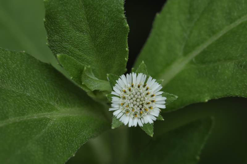 Healthy Hair: Bhringraj Oil and Its Many Hair Benefits - Nspirement