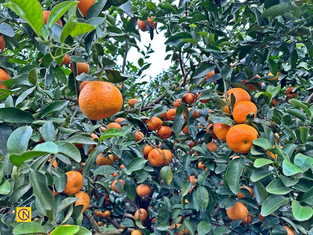 Interesting Leisure Farms in Taiwan’s Hsinchu County - Nspirement