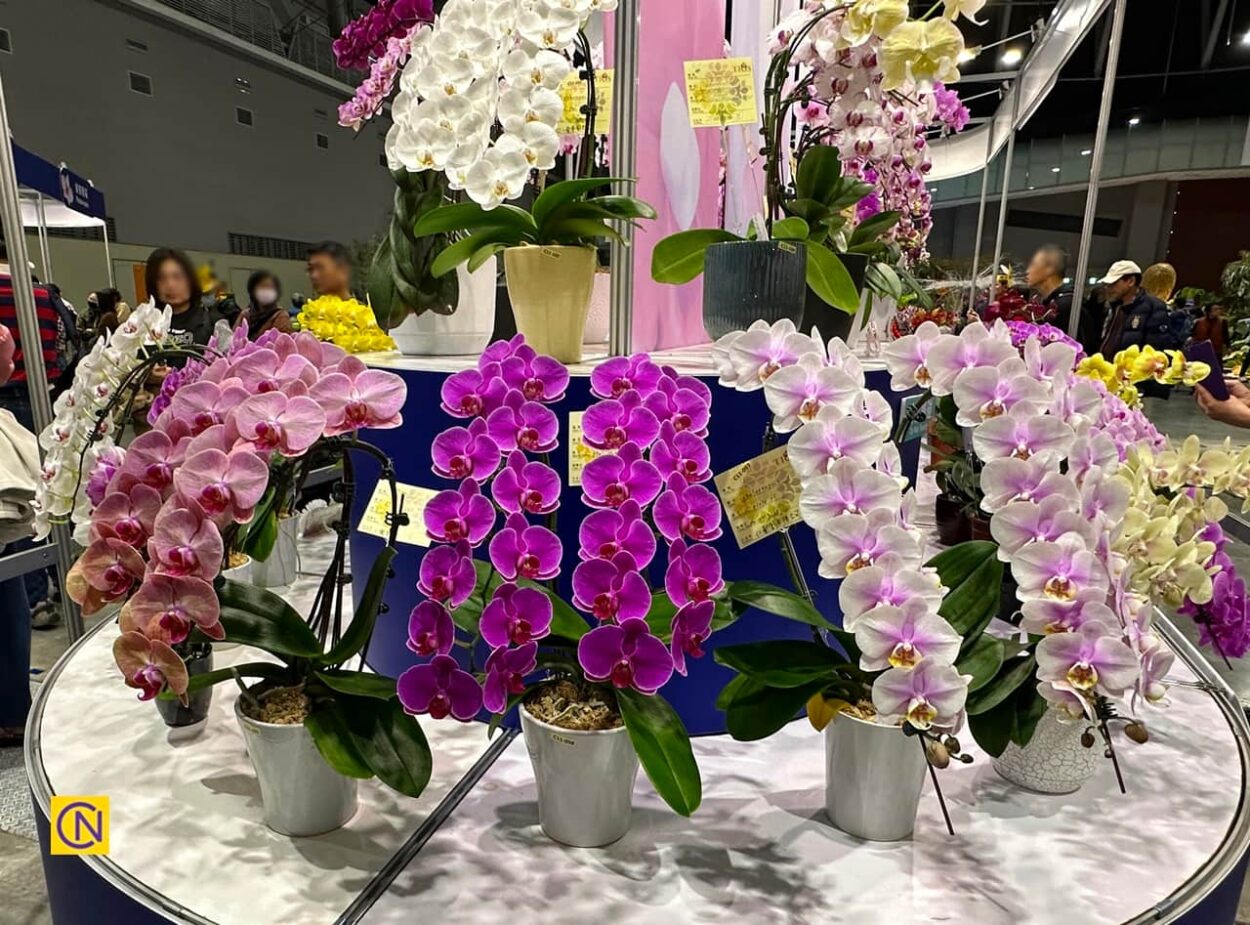 Historic Dual International Orchid Expos in Taiwan - Nspirement