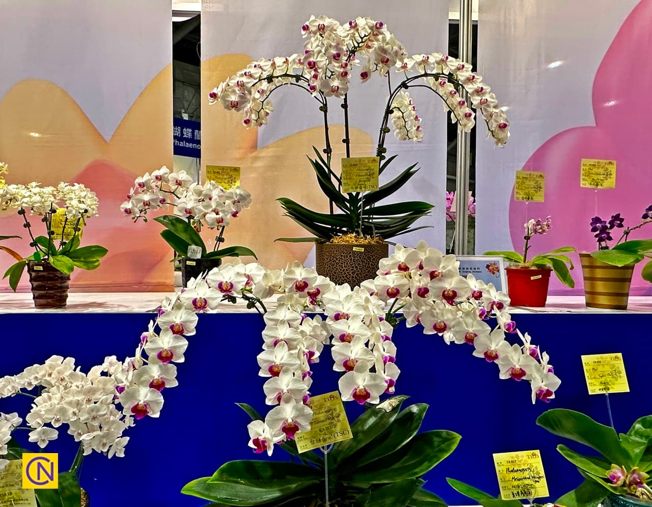 Historic Dual International Orchid Expos in Taiwan - Nspirement