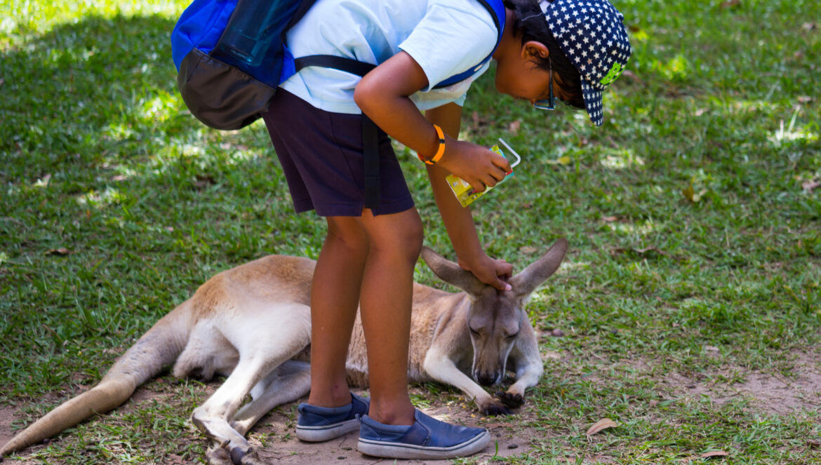 Can Kangaroos Talk to Humans? Study Reveals Surprising Communication in ...