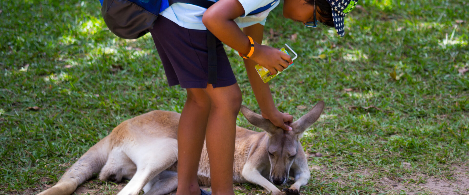 Can Kangaroos Talk to Humans? Study Reveals Surprising Communication in ...