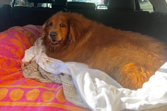 Basenji Dog Breed DNA Helps Unravel Clues About Evolution of Man's Best ...