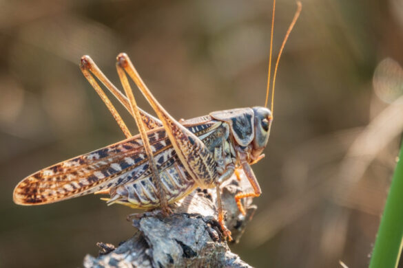 The Role of Cicadas in Chinese Culture - Nspirement