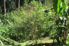 The Story of Rapa Nui's Vanishing Flora and Its Resurrection - Nspirement