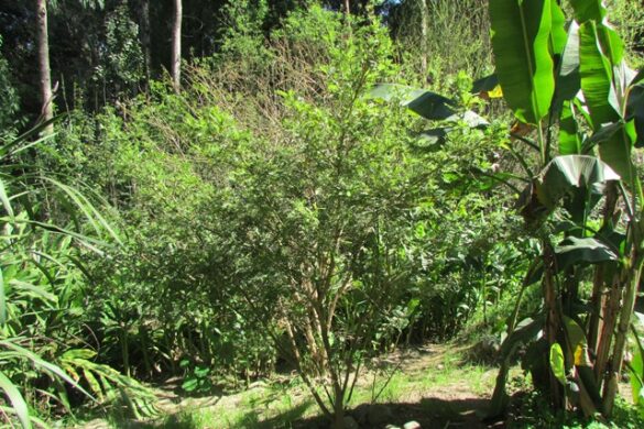 The Story of Rapa Nui's Vanishing Flora and Its Resurrection - Nspirement