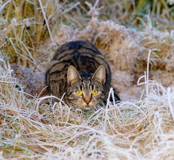 China’s Cat Guards: Training Cats to Watch Over a Granary - Nspirement