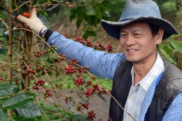 The Dynamite Killer Tree: Fascinating Facts About the Infamous Sandbox ...