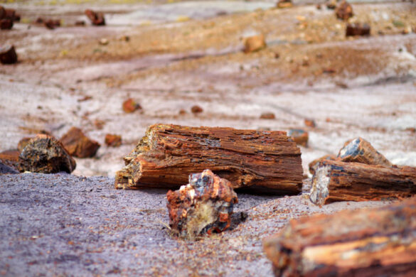 Ancient Petrified Trees: Exploring the Mysteries of Earth’s Geological ...