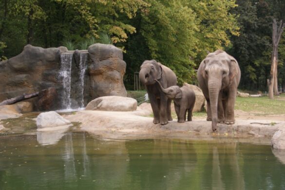 Elephants Never Forget: Study Shows Elephants Recall Their Human ...