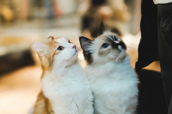Do Cats Have ‘Friends’, or Do They Always Vie for Territory? Animal ...