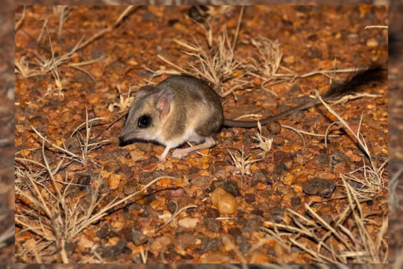 Tippi, the Girl Who Grew Up With Her Wild African Animal Friends. Where ...