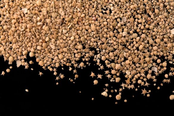 The Mysterious Star Sand of Okinawa: A Celestial Wonder Shaped by ...