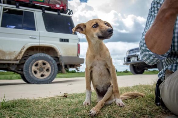 Tippi, the Girl Who Grew Up With Her Wild African Animal Friends. Where ...