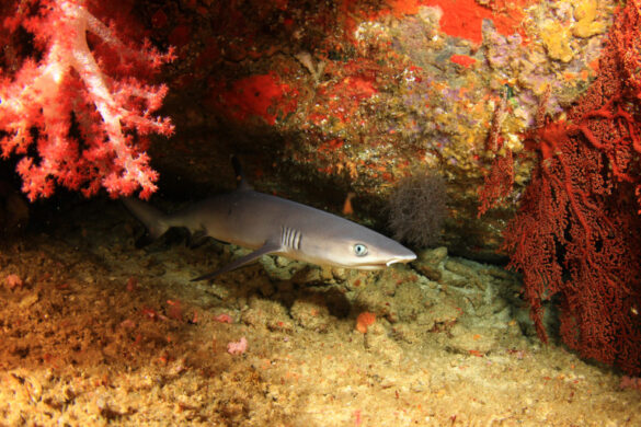 Sharks Freeze When You Turn Them Upside Down — and There's No Good ...