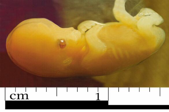 What’s the Difference Between Barista Milk and Regular Milk? It’s What ...