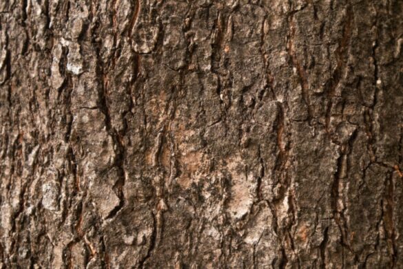 Myths and Legends: The Money Tree - Nspirement