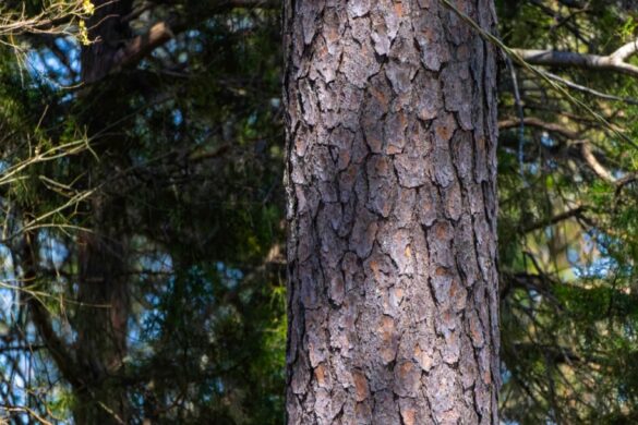 Survival Trick of Eating Tree Bark: What You Need to Know to Stay Alive ...