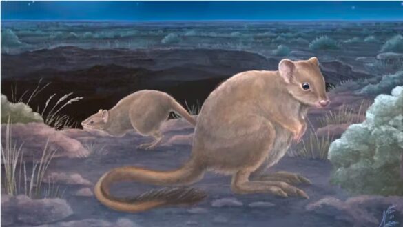 Australia Has Some New Marsupial Species — but They’re Already Extinct ...