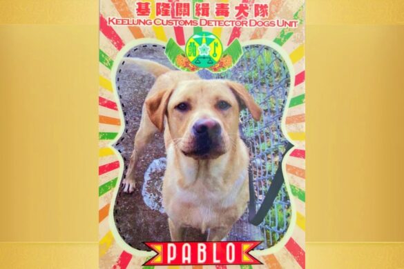 10 Cutest Ocean Animals That Will Surely Make You Smile - Nspirement