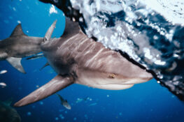 4 Shark Bites in 48 Hours: How What We Do on Land May Shape Shark ...